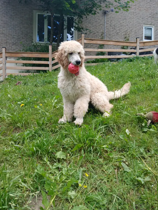 Standard Poodle Puppies | Dogs & Puppies for Rehoming | Markham / York ...