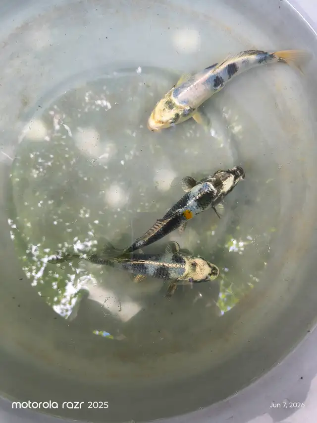 Metallic silver and black 1yr old koi fish | Fish for Rehoming | City ...