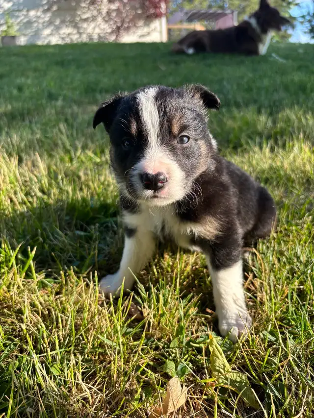 CBCA Registered Border Collie Puppies | Dogs & Puppies for Rehoming ...