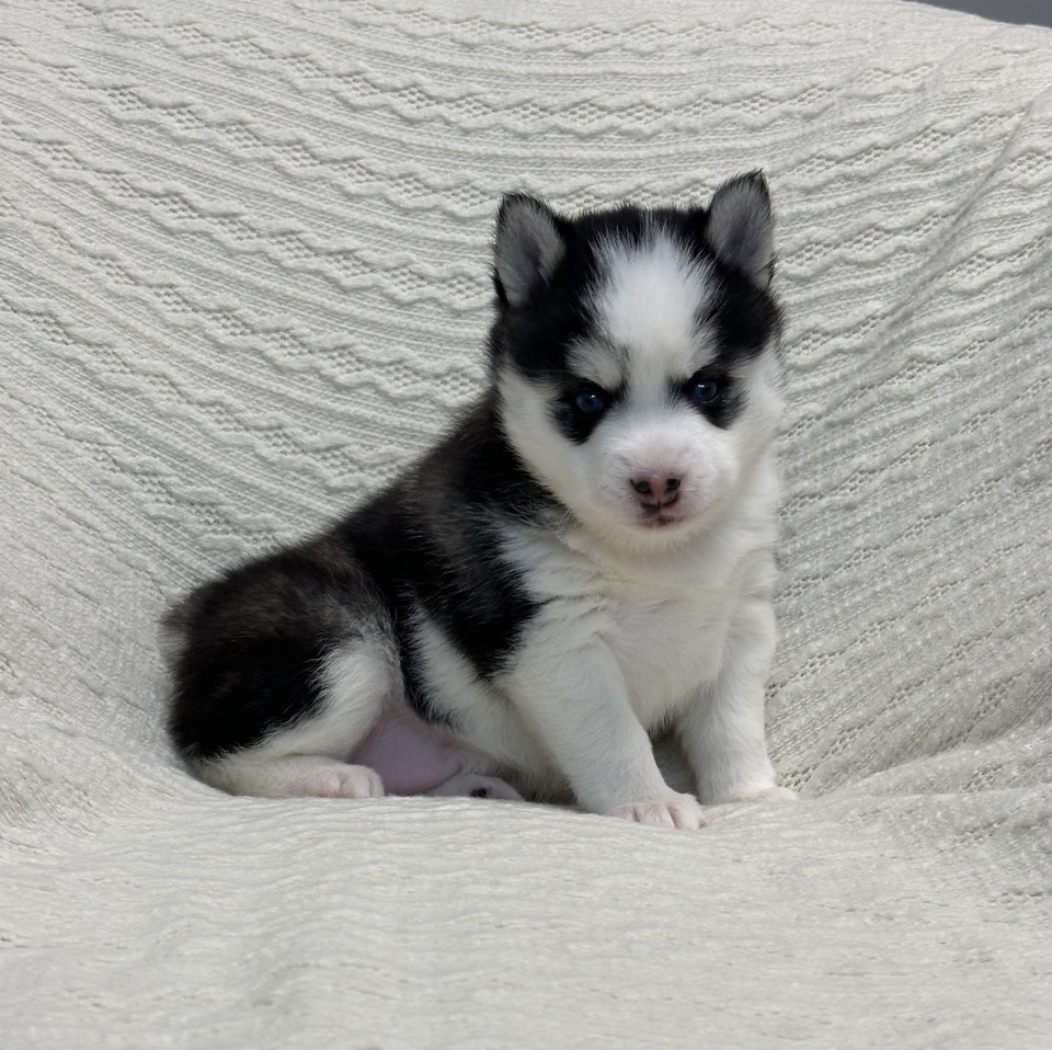 Pomsky puppies | Dogs & Puppies for Rehoming | St. Albert | Free local ...