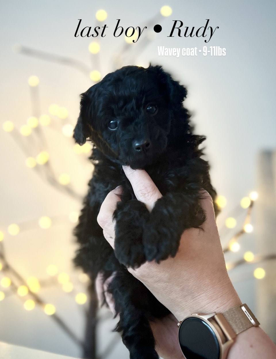 Mini Pomapoo - Poodle x Pomeranian | Dogs & Puppies for Rehoming ...