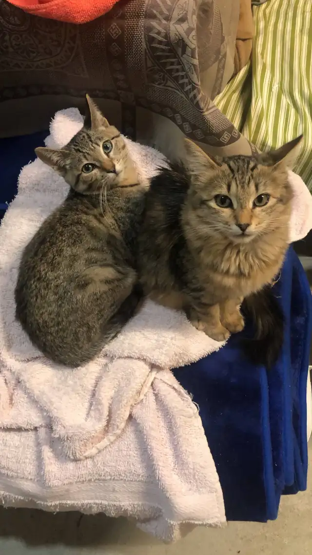 exotic kittens available for adoption | Cats & Kittens for Rehoming ...