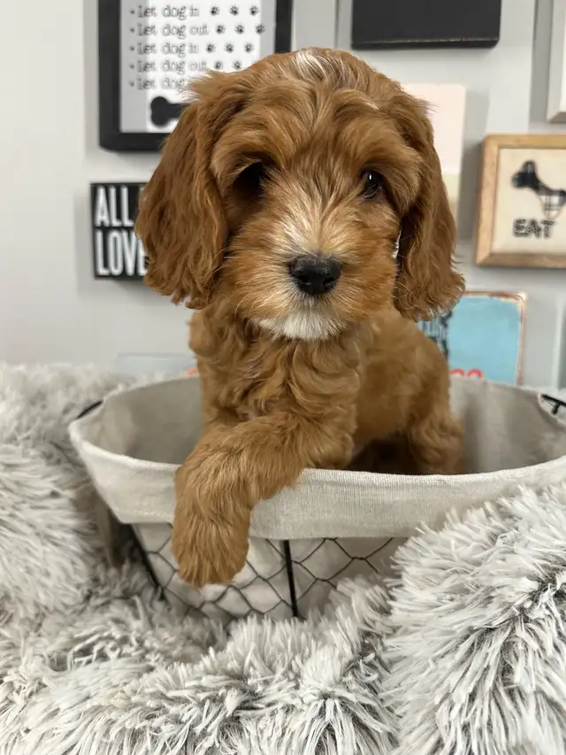 Cutest Male Cockapoo ready to go home | Dogs & Puppies for Rehoming ...