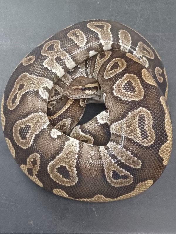 Ball Python PB females | Reptiles & Amphibians for Rehoming | Oakville ...
