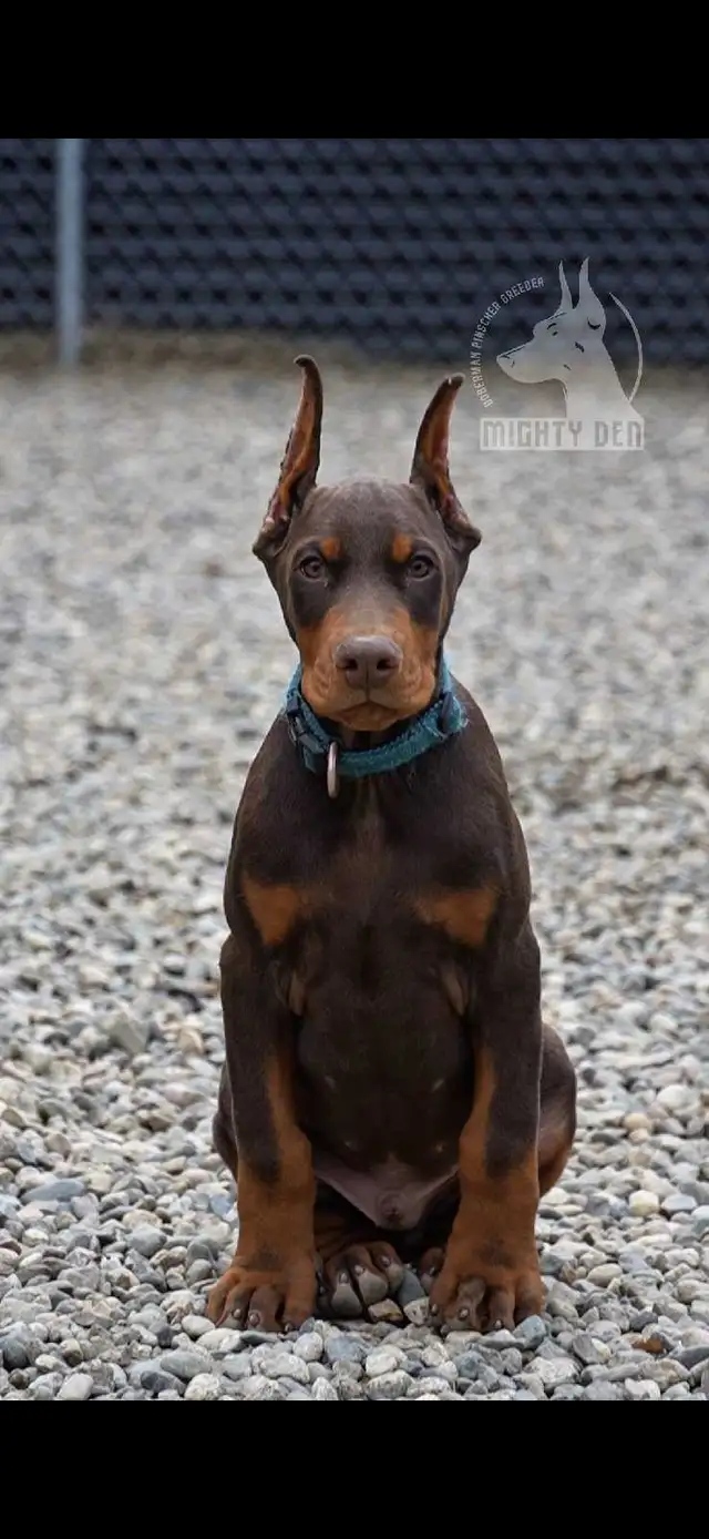 Doberman puppies CKC REGISTERED | Dogs & Puppies for Rehoming | City of ...