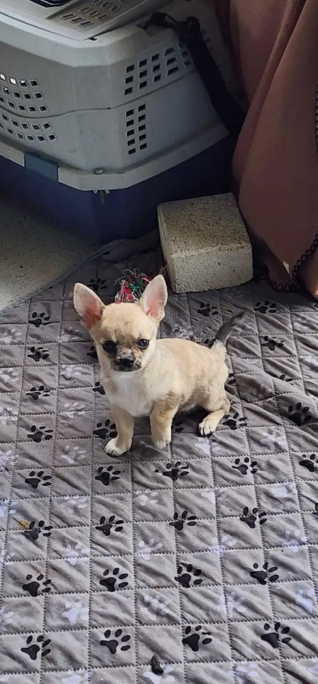 Chihuahua amazing female puppies in need of loving homes | Dogs ...