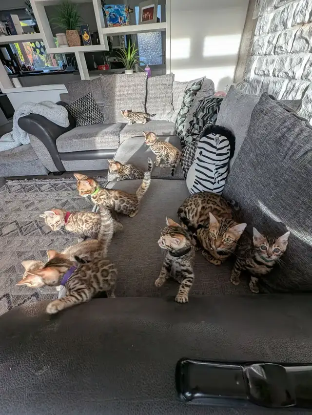 Bengal kittens | Cats & Kittens for Rehoming | City of Montréal | Free ...