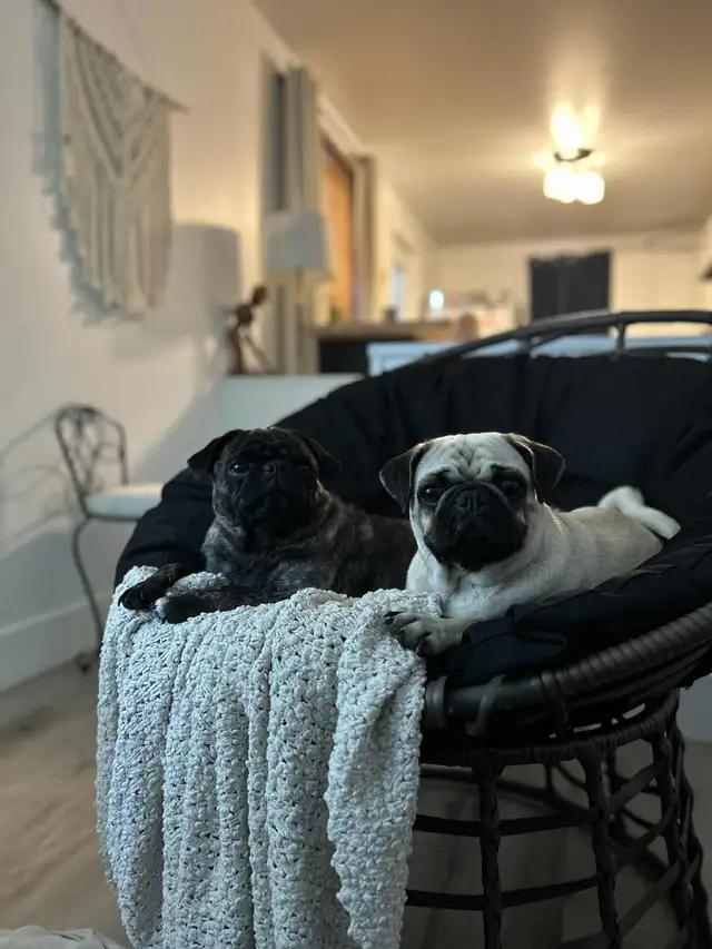 3 year old female pug needs rehoming | Small Animals for Rehoming ...