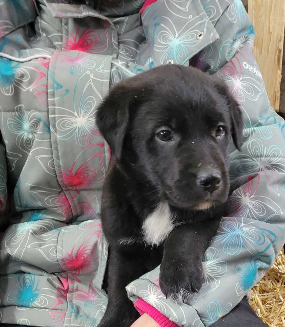 7 Chocolate lab cross puppies | Dogs & Puppies for Rehoming | Kitchener ...