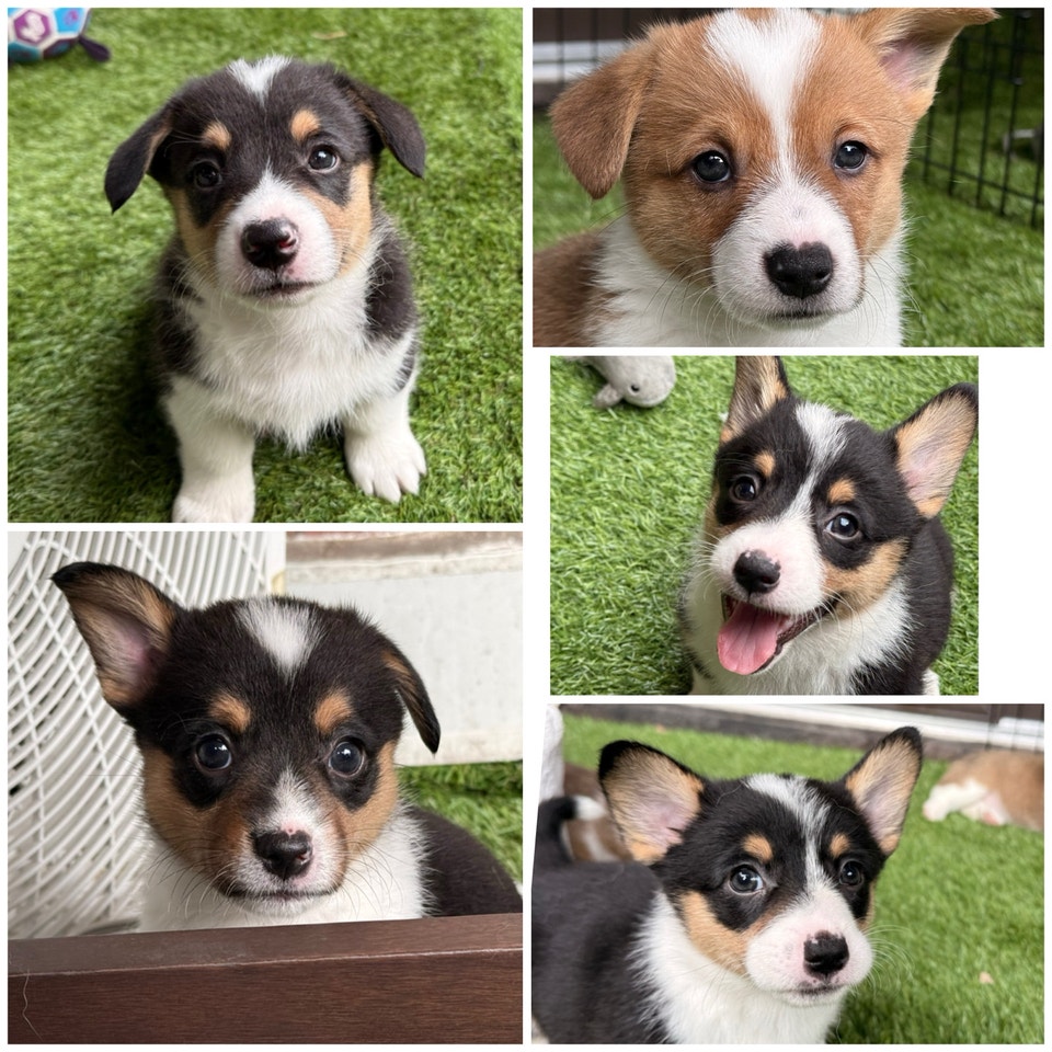 Pembroke Welsh Corgi Puppies | Dogs & Puppies for Rehoming | City of ...