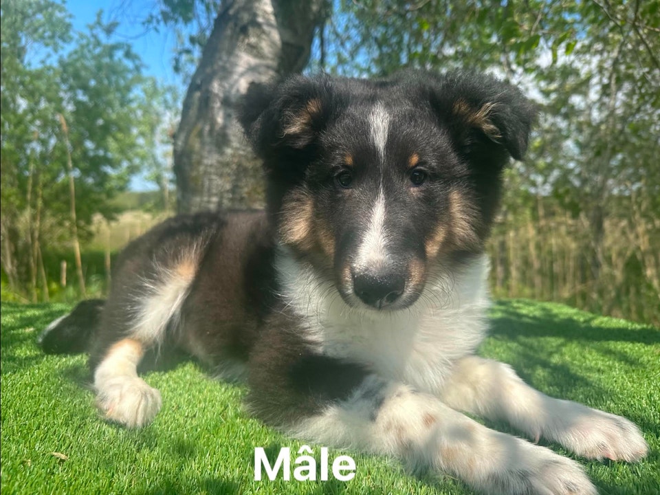 chiots berger shetland X colley | Dogs & Puppies for Rehoming ...