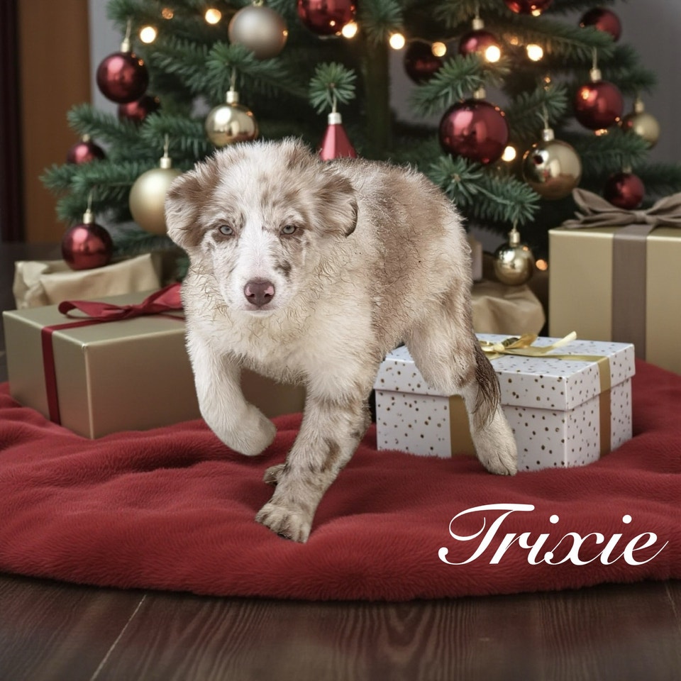 Red Merle Red Tri Border Collie Puppies - READY TO GO NOW | Dogs ...