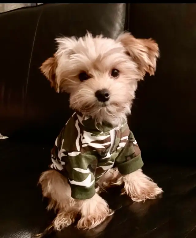 4 Adorable ️ Teddy Bear Yorkie Terrier / Biewer | Dogs & Puppies for ...