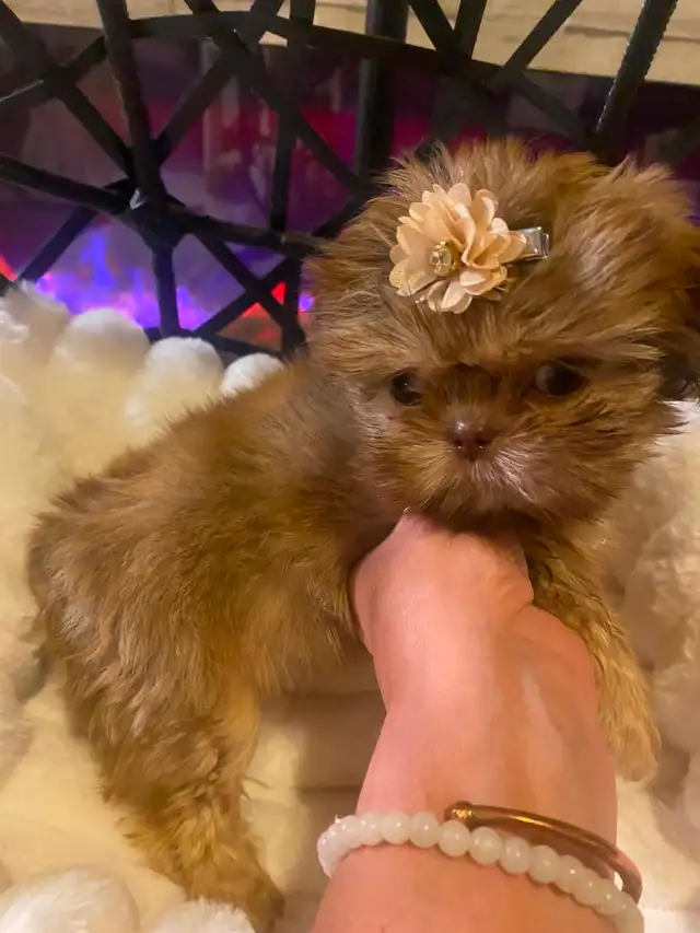 chiots shih tzu toy exceptionnels, femelle et mâle | Dogs & Puppies for ...