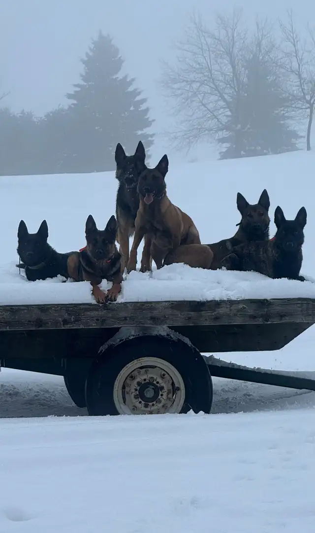 BELGIAN MALINOIS / GERMAN & DUTCH SHEPHERD PUPPIES | Dogs & Puppies for ...