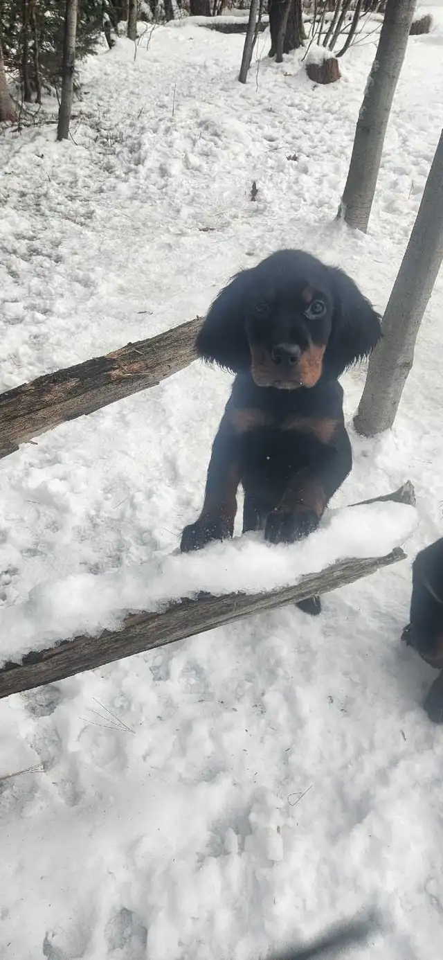 Chiots Gordon Setter | Dogs & Puppies for Rehoming | Rimouski / Bas-St ...