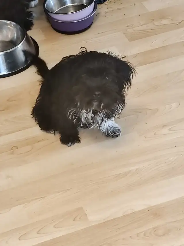 Shorkie mix puppies ( 2 male Left) . | Dogs & Puppies for Rehoming ...