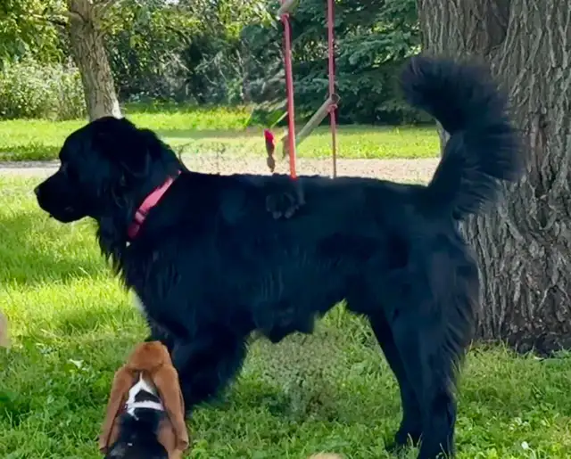 Newfoundland cross Male | Dogs & Puppies for Rehoming | Lethbridge ...