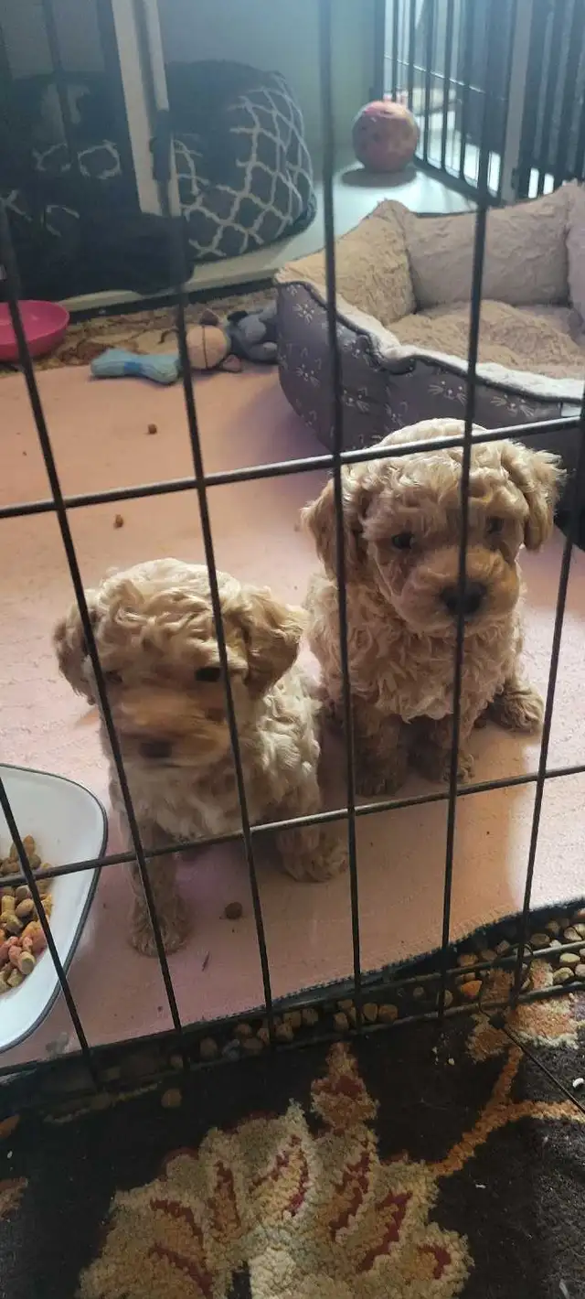 Poodle pups | Dogs & Puppies for Rehoming | Sudbury | Free local ...