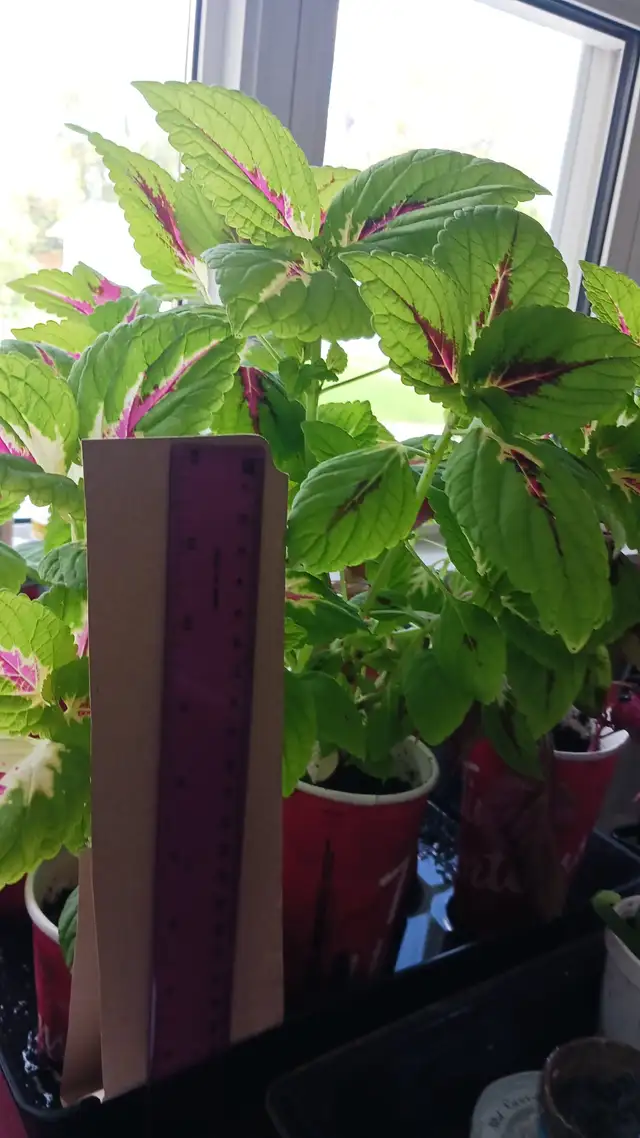 Coleus Plants | Plants, Fertilizer & Soil | Dartmouth | Free local ...