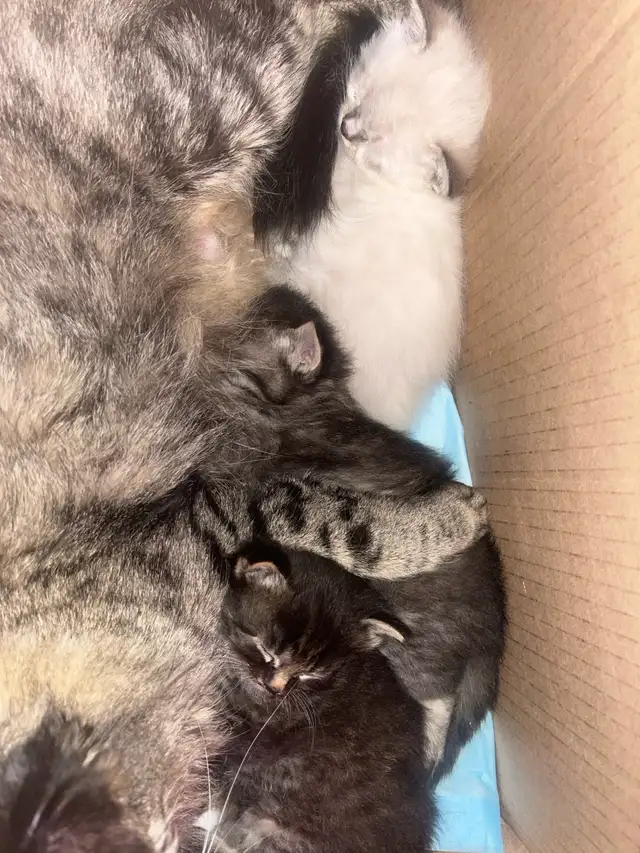 Maine coone mix ragdoll , tabby mix cat | Cats & Kittens for Rehoming ...