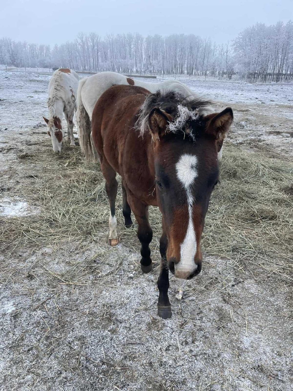 2025 grade paint filly | Horses & Ponies for Rehoming | Lloydminster ...