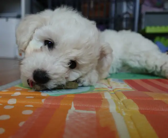 Purebred Bichon Frise Female | Only Puppy | Super Fluffy | Dogs ...