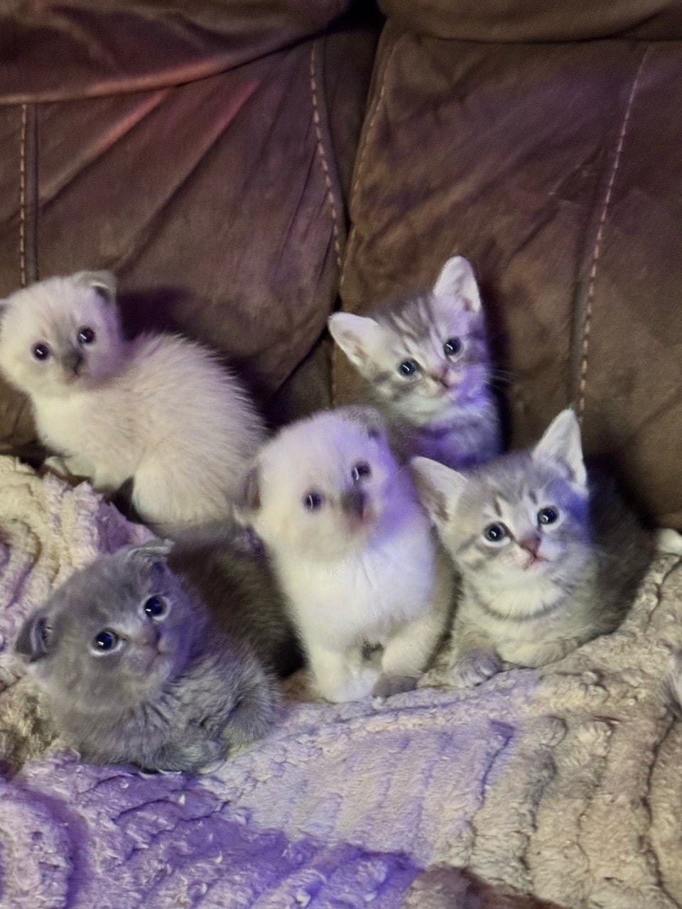Scottish fold Siamese kittens | Cats & Kittens for Rehoming | City of ...