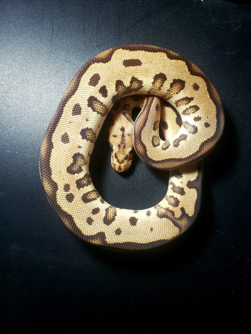 clown combos ball python | Reptiles & Amphibians for Rehoming | City of ...