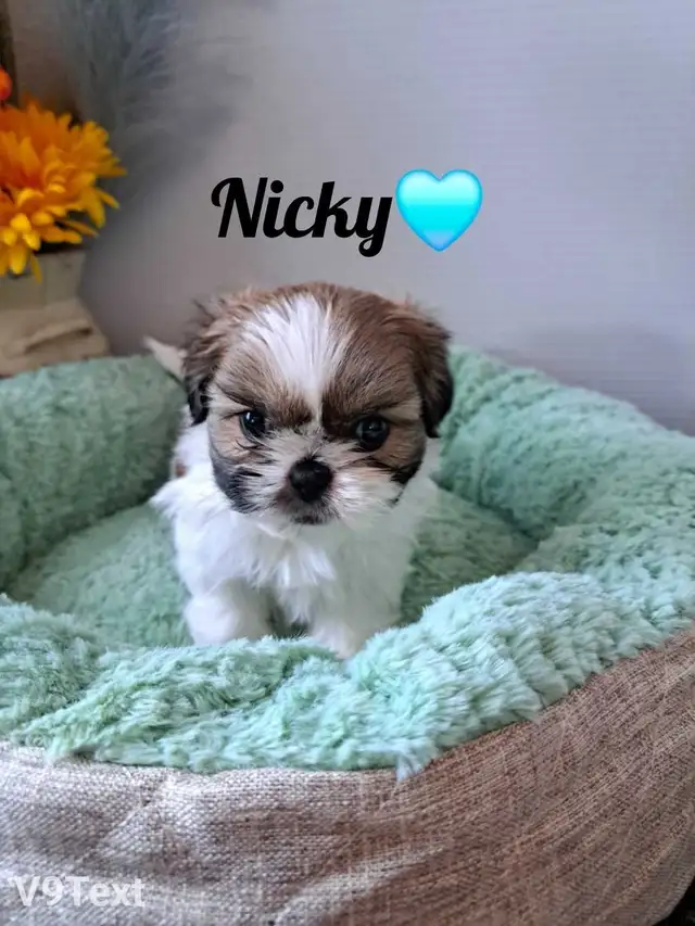 Shih-tzu | Dogs & Puppies for Rehoming | Sherbrooke | Free local ...