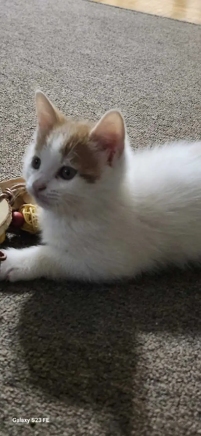 kitten for sale, | Cats & Kittens for Rehoming | City of Toronto | Free ...