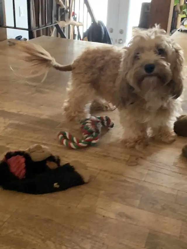 F1B Corgipoo males (corgi x poodle) | Dogs & Puppies for Rehoming ...