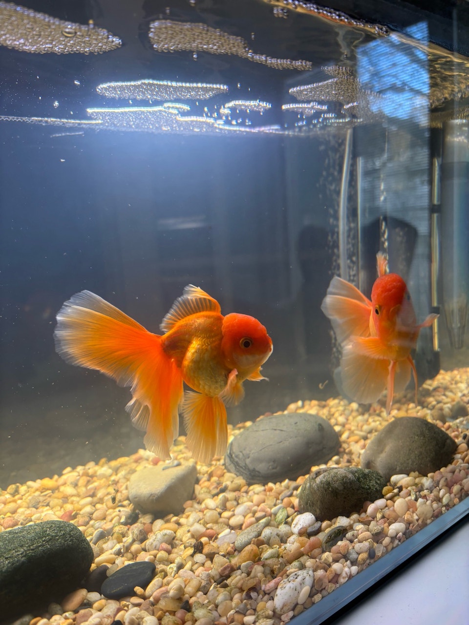 2 Oranda goldfish | Fish for Rehoming | Mississauga / Peel Region ...