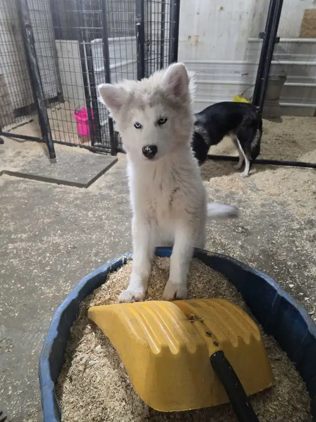 3 Minature Huskies | Dogs & Puppies for Rehoming | Red Deer | Free ...