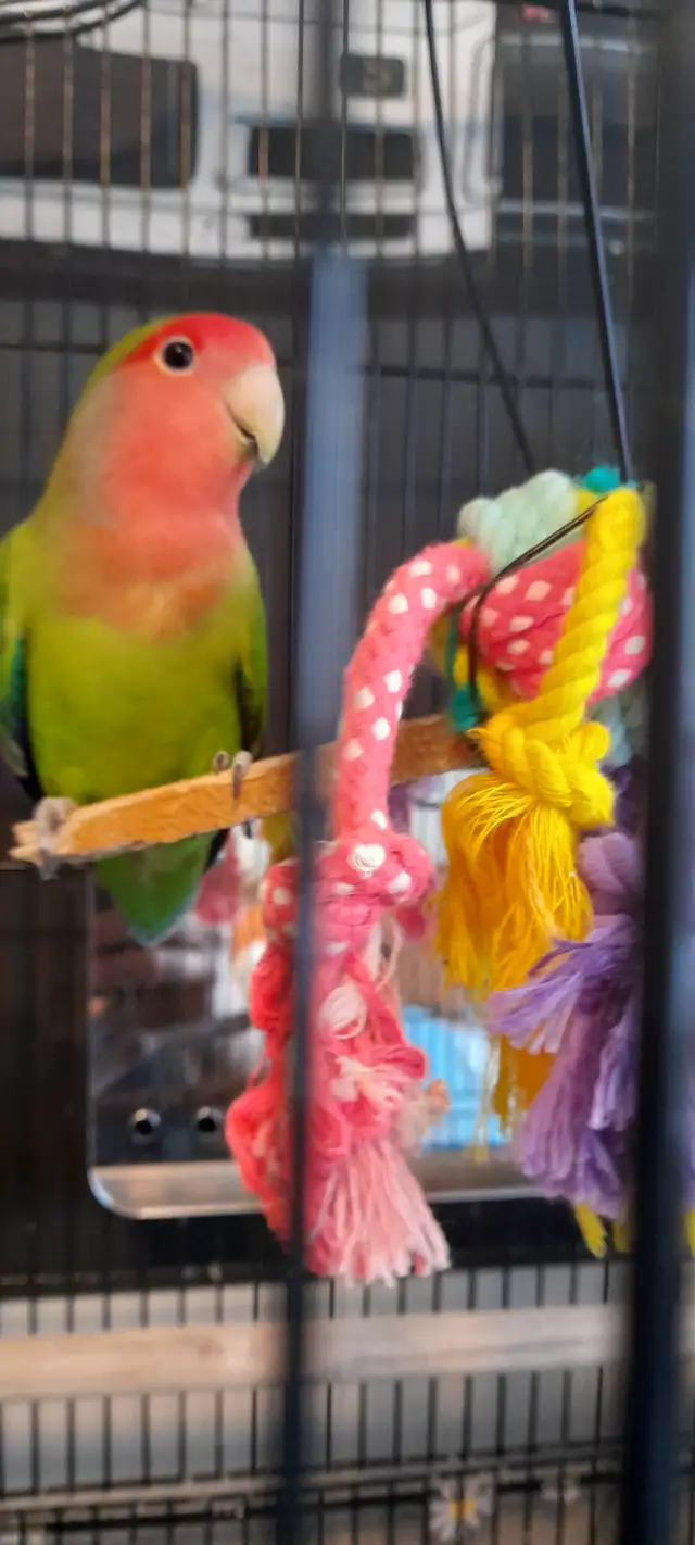 Lovebird - Cutie 1.5 Year Old Male Love bird Needs a Home | Birds for ...