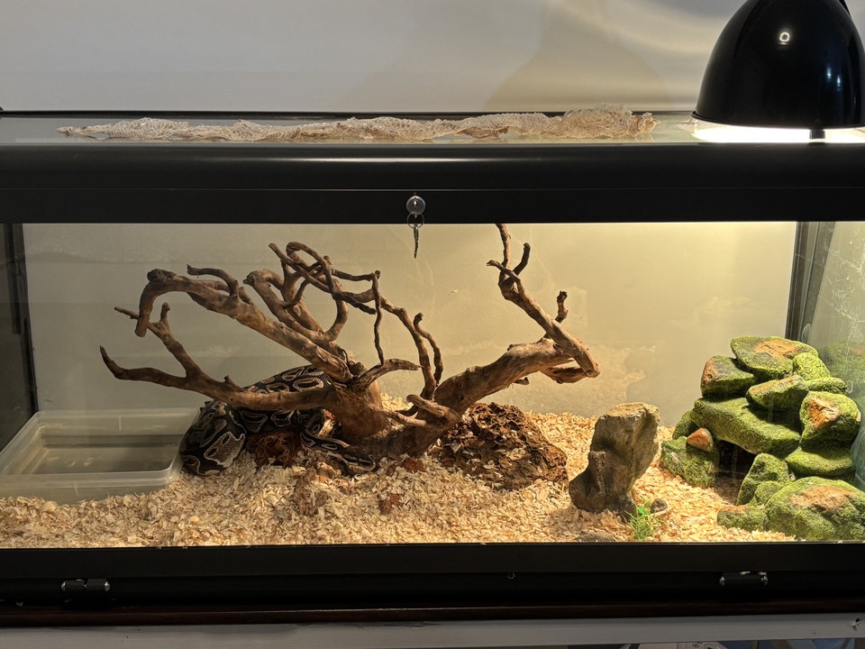 Ball python, tank and stand | Reptiles & Amphibians for Rehoming ...
