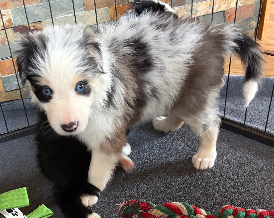 Chiots border collies | Dogs & Puppies for Rehoming | Lac-Saint-Jean ...