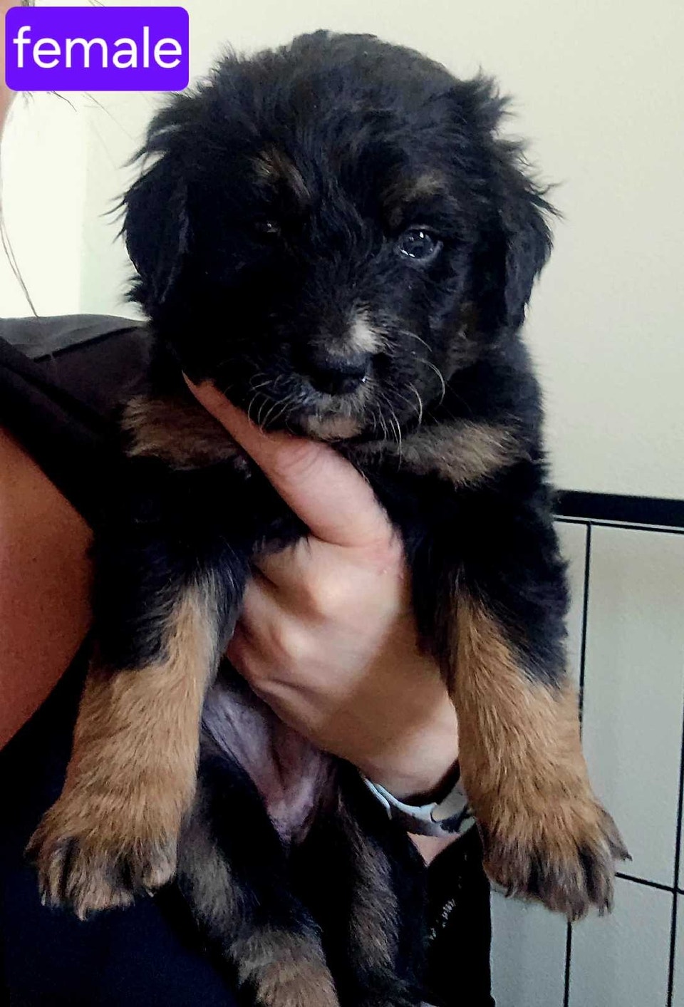 $500 Mixed-Breed Puppies- Ready January 17, 2026 | Dogs & Puppies for ...