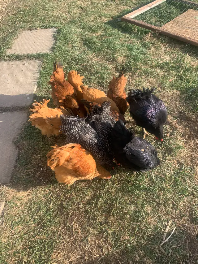 Hatching Eggs Rainbow One Dozen Chicken Barn Yard Mix (BYM) | Livestock ...