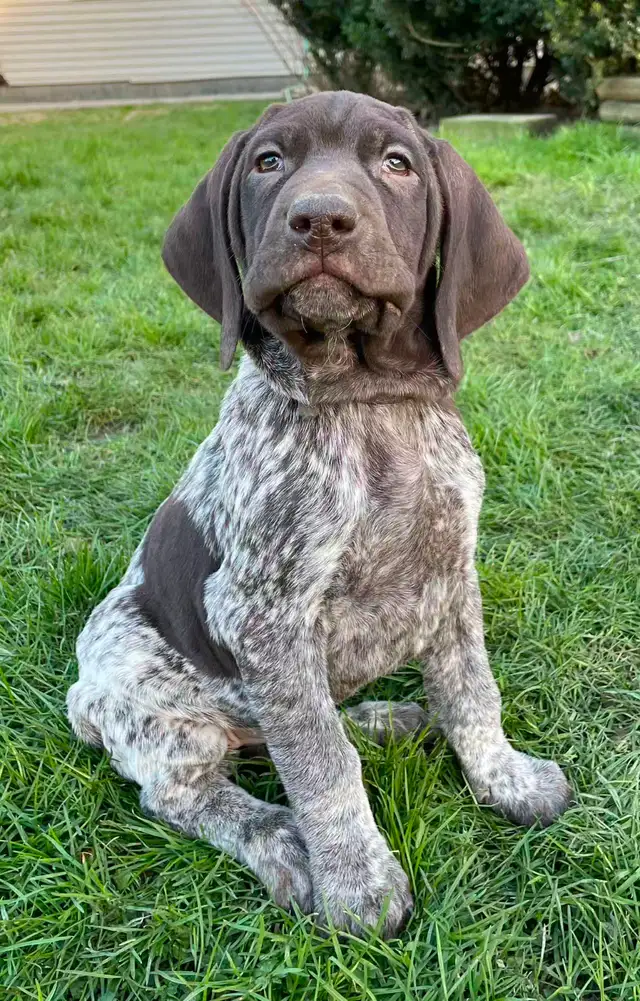GSP Puppies (CKC Registered) German Shorthaired Pointers | Dogs ...