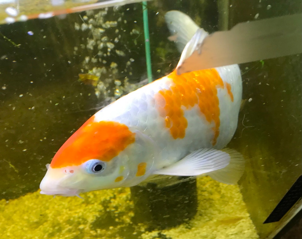 XL Japanese Koi Fish | Fish for Rehoming | City of Toronto | Free local ...