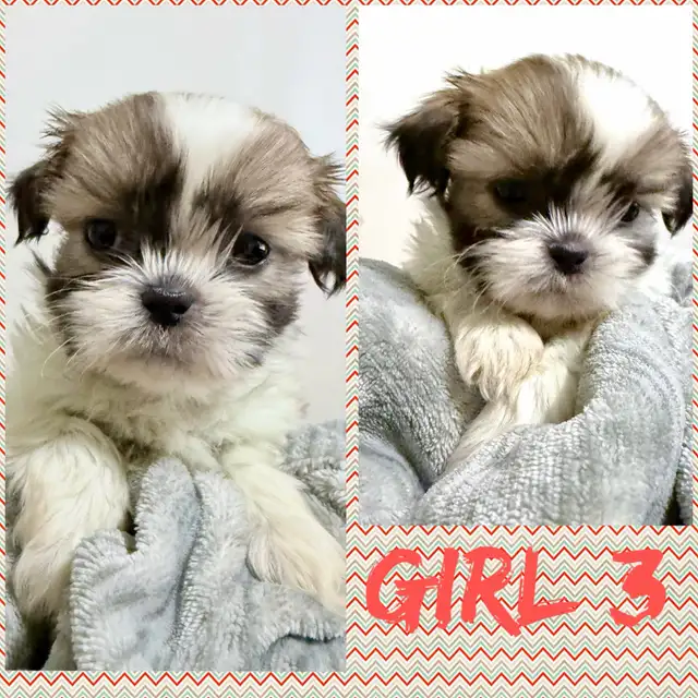Malshi (Shih tzu / Maltese) | Dogs & Puppies for Rehoming | Winnipeg ...