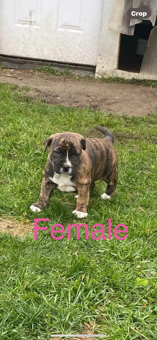 American bulldog Australian lab | Dogs & Puppies for Rehoming ...
