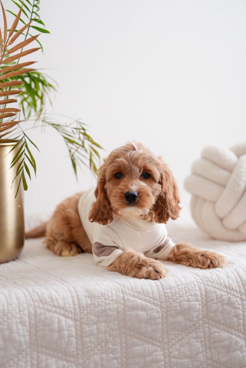 Mini Cockapoo Puppies Ready to Melt your Heart | Dogs & Puppies for ...