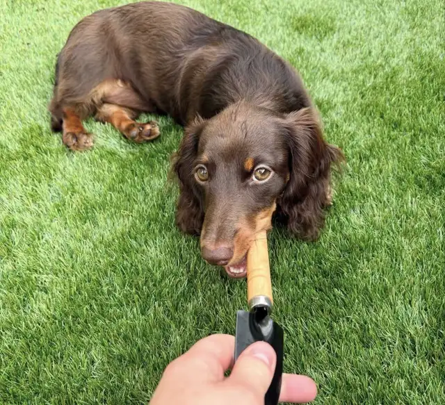 ONE MORE! Long Hair Miniature Dachshund Puppy Chocolate & Tan | Dogs & Puppies for Rehoming ...