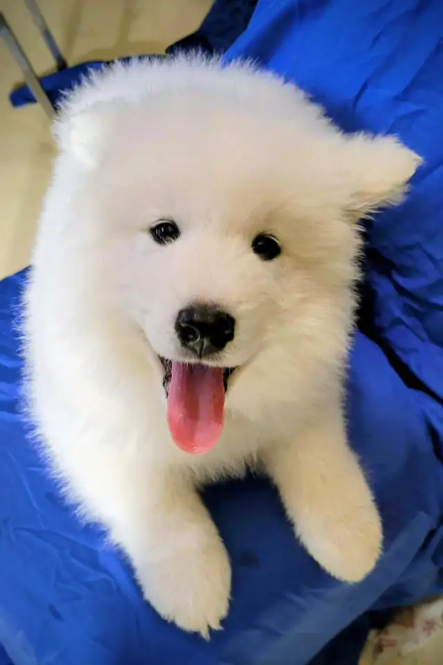 Purebred Samoyed Puppies, large breed, Artic wolf faced | Dogs ...