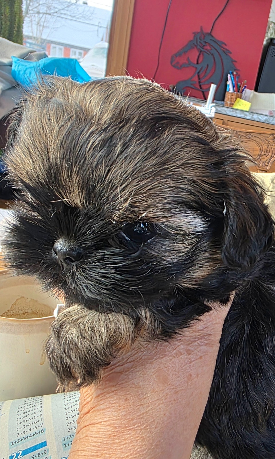Très petite Shih Tzu de 4 livres à l'âge adulte. | Dogs & Puppies for ...