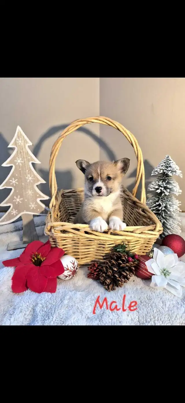 Corgi Puppies | Dogs & Puppies for Rehoming | Ottawa | Free local ...