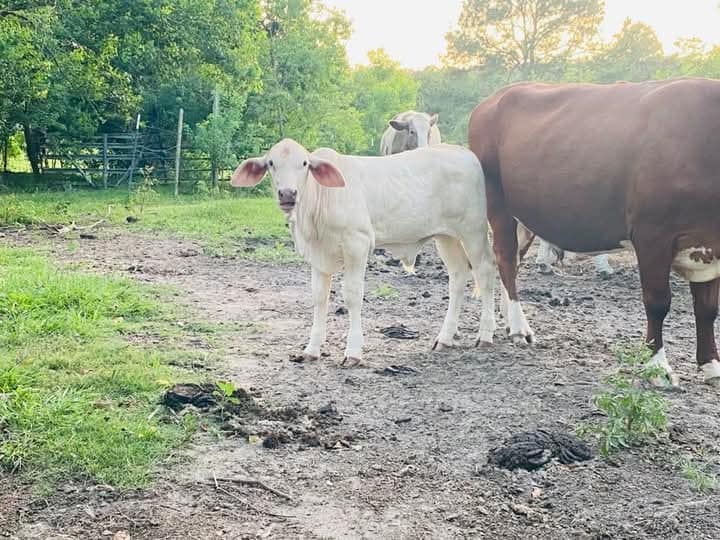 Brahman Cattle – Polled and Non-Polled Heifers with Calves | Livestock ...