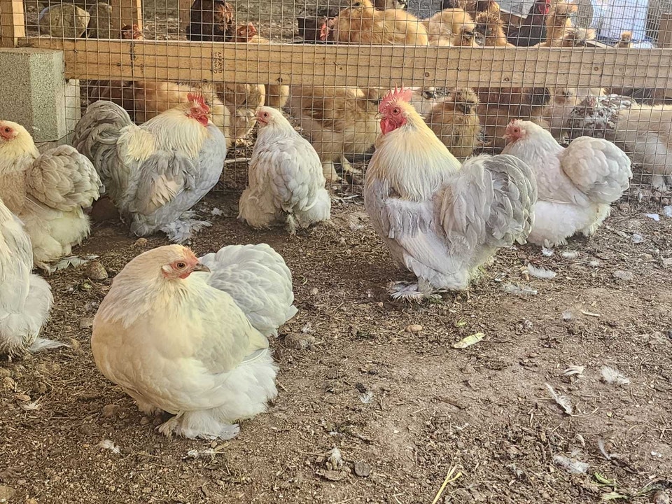 Isabel color Bantam cochin hatching eggs | Livestock | Tricities/Pitt ...